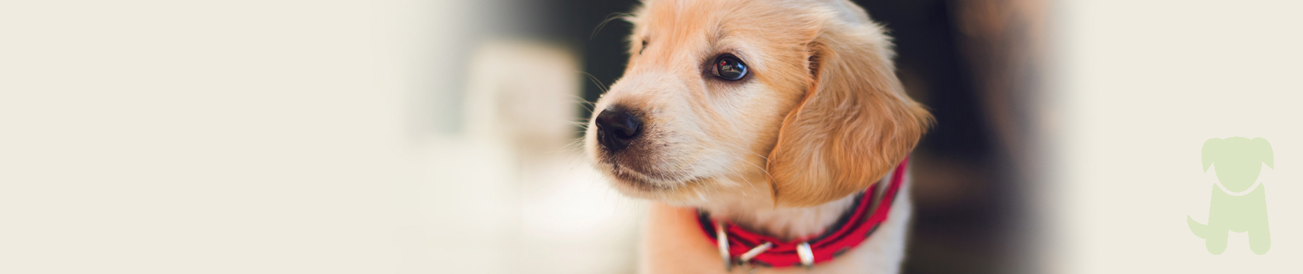 Little VIP Puppy | Veterinary Care | West Wickham Veterinary